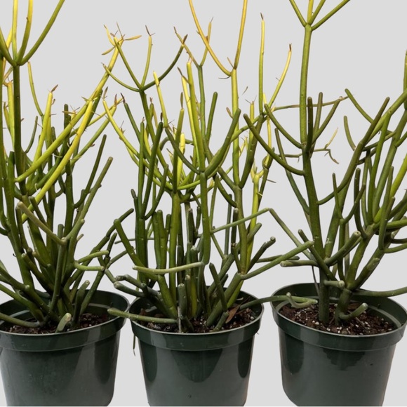 Accents | Euphorbia Pencil Tree Cactus Milk Bush Sticks Of Fire ...